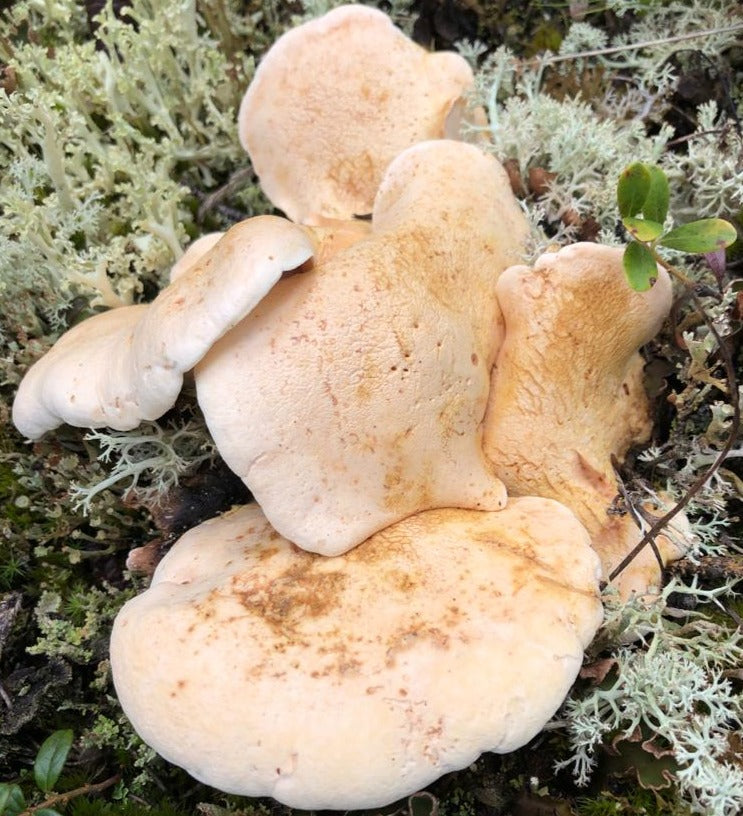 Dried Sheep Polypore Mushroom, Grade A (Sliced) – Canadian FunGuy